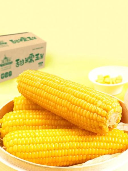 黄金玉米带在哪里_黄金玉米带的气候条件-第1张图片-山城妙识 黄金玉米带在哪里_黄金玉米带的气候条件-第1张图片-山城妙识