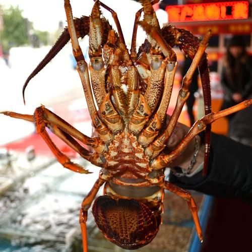 龙虾品种有哪些_澳洲龙虾和波士顿龙虾区别-第3张图片-山城妙识 龙虾品种有哪些_澳洲龙虾和波士顿龙虾区别-第3张图片-山城妙识