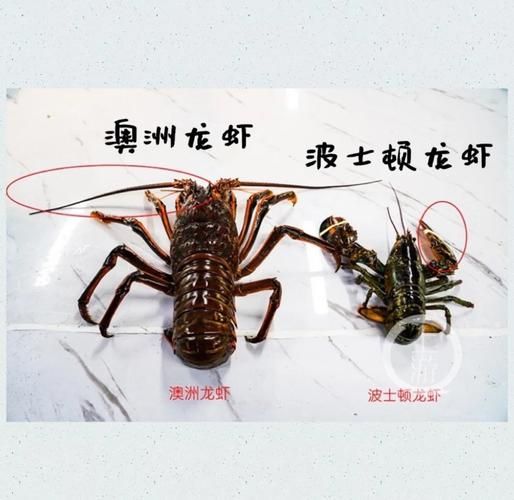 龙虾品种有哪些_澳洲龙虾和波士顿龙虾区别-第2张图片-山城妙识 龙虾品种有哪些_澳洲龙虾和波士顿龙虾区别-第2张图片-山城妙识