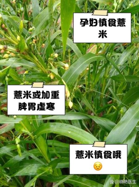 薏米不能和什么一起吃_薏米哪些人不能吃-第2张图片-山城妙识