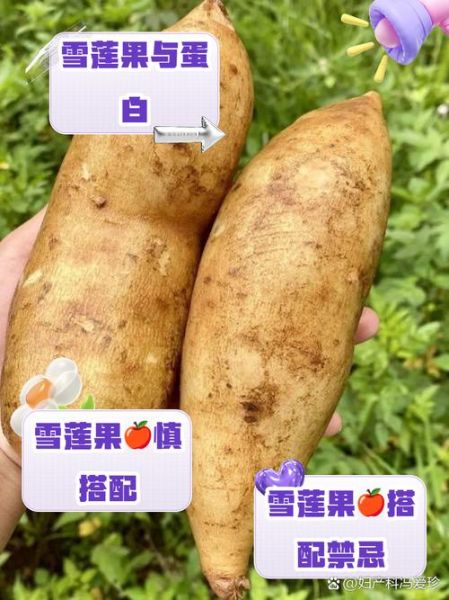 雪莲果和什么吃会中毒_雪莲果相克食物有哪些-第2张图片-山城妙识