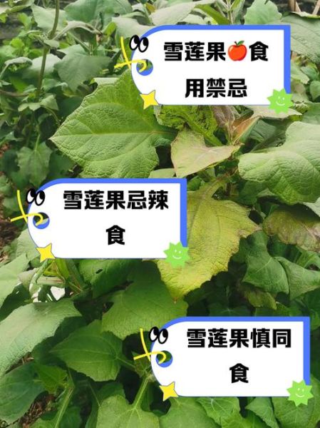 雪莲果和什么吃会中毒_雪莲果相克食物有哪些-第3张图片-山城妙识