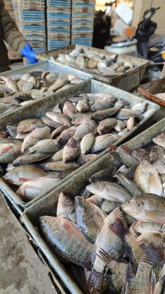 罗非鱼养殖水温多少合适_罗非鱼养殖技术要点-第3张图片-山城妙识 罗非鱼养殖水温多少合适_罗非鱼养殖技术要点-第3张图片-山城妙识