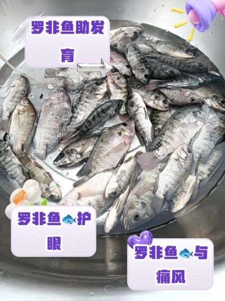 罗非鱼养殖水温多少合适_罗非鱼养殖技术要点-第2张图片-山城妙识 罗非鱼养殖水温多少合适_罗非鱼养殖技术要点-第2张图片-山城妙识