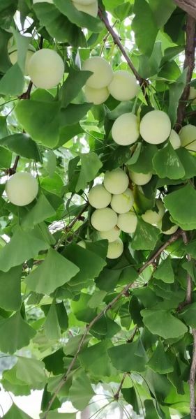 白果树图片大全大图_如何挑选高清素材-第1张图片-山城妙识 白果树图片大全大图_如何挑选高清素材-第1张图片-山城妙识