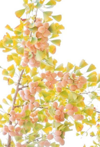 白果树图片大全大图_如何挑选高清素材-第3张图片-山城妙识 白果树图片大全大图_如何挑选高清素材-第3张图片-山城妙识