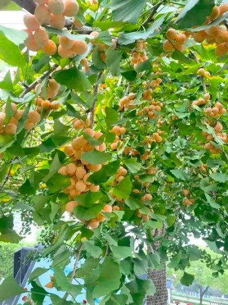 白果树图片大全大图_如何挑选高清素材-第2张图片-山城妙识 白果树图片大全大图_如何挑选高清素材-第2张图片-山城妙识