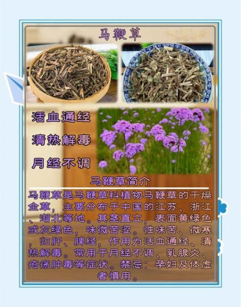 马鞭草的功效与作用_马鞭草能长期泡水喝吗-第2张图片-山城妙识 马鞭草的功效与作用_马鞭草能长期泡水喝吗-第2张图片-山城妙识