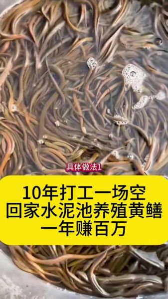 黄鳝养殖的最大问题_如何防治-第2张图片-山城妙识