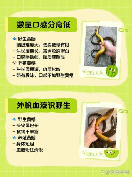 黄鳝养殖的最大问题_如何防治-第3张图片-山城妙识