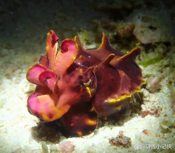 十大乌贼排名_哪种乌贼最毒-第2张图片-山城妙识
