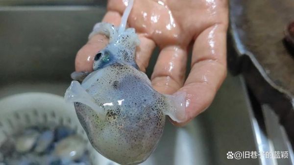 十大乌贼排名_哪种乌贼最毒-第3张图片-山城妙识