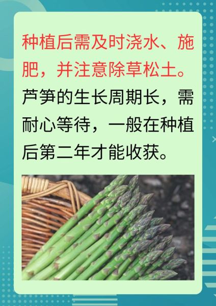 芦笋什么时候种_芦笋种植时间-第1张图片-山城妙识