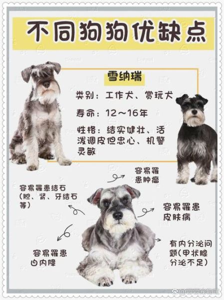 雪纳瑞适合新手养吗_雪纳瑞优缺点全解析-第2张图片-山城妙识