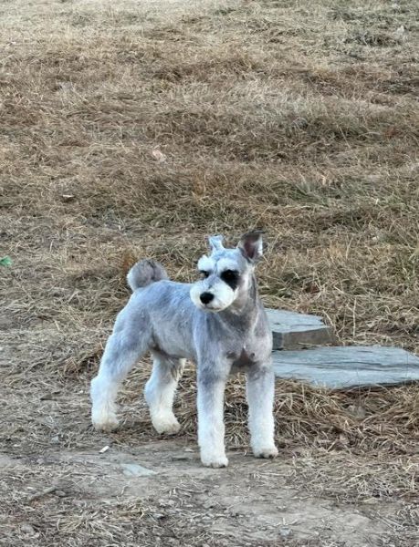 雪纳瑞适合新手养吗_雪纳瑞优缺点全解析-第3张图片-山城妙识