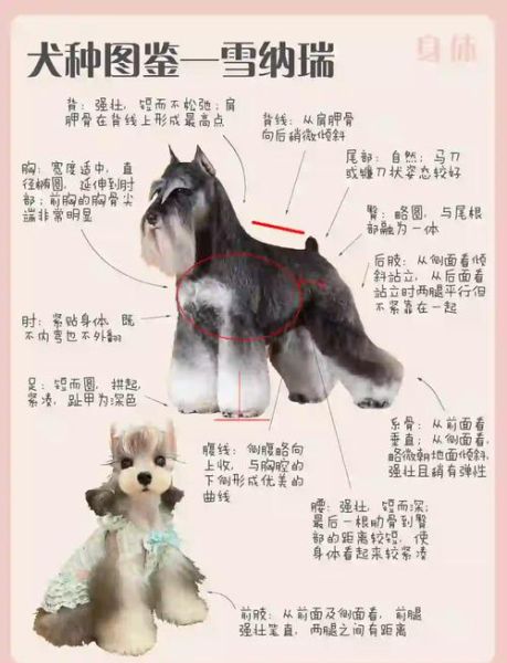 雪纳瑞适合新手养吗_雪纳瑞优缺点全解析-第1张图片-山城妙识