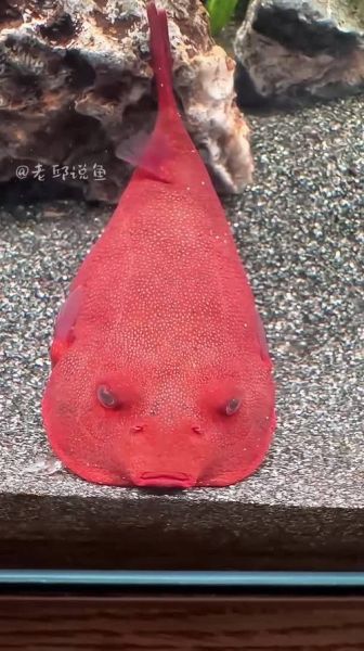 狗头鱼吃什么_狗头鱼能吃什么-第1张图片-山城妙识 狗头鱼吃什么_狗头鱼能吃什么-第1张图片-山城妙识