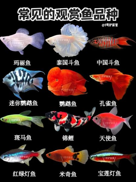 鱼图片名称大全大图_高清观赏鱼图鉴怎么找-第2张图片-山城妙识 鱼图片名称大全大图_高清观赏鱼图鉴怎么找-第2张图片-山城妙识