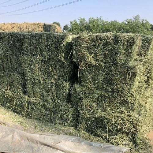 紫花苜蓿草什么时候种_紫花苜蓿草种植时间-第2张图片-山城妙识