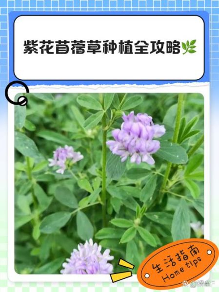 紫花苜蓿草什么时候种_紫花苜蓿草种植时间-第3张图片-山城妙识