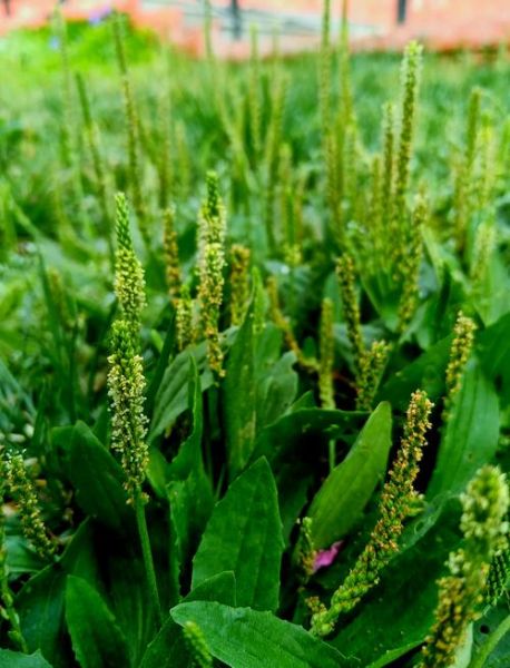 车前子的功效与作用禁忌_车前子怎么吃效果最好-第2张图片-山城妙识 车前子的功效与作用禁忌_车前子怎么吃效果最好-第2张图片-山城妙识