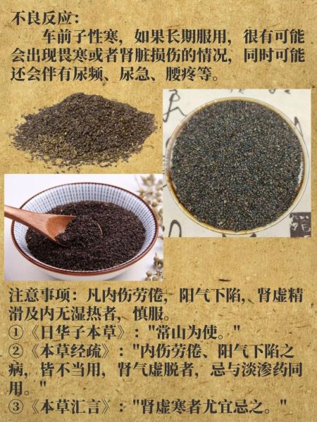 车前子的功效与作用禁忌_车前子怎么吃效果最好-第3张图片-山城妙识 车前子的功效与作用禁忌_车前子怎么吃效果最好-第3张图片-山城妙识