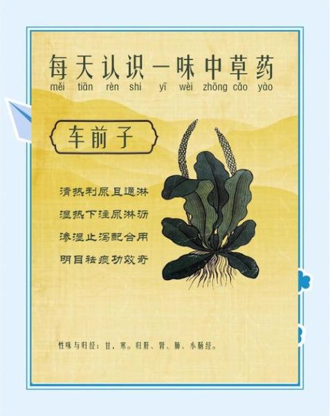 车前子的功效与作用禁忌_车前子怎么吃效果最好-第1张图片-山城妙识 车前子的功效与作用禁忌_车前子怎么吃效果最好-第1张图片-山城妙识