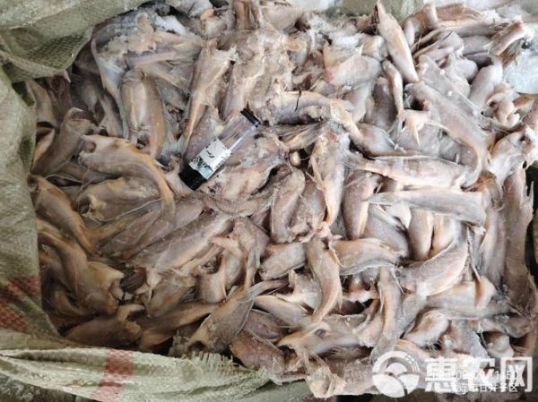 黄花鱼头里的石头传说_真的存在吗-第3张图片-山城妙识 黄花鱼头里的石头传说_真的存在吗-第3张图片-山城妙识