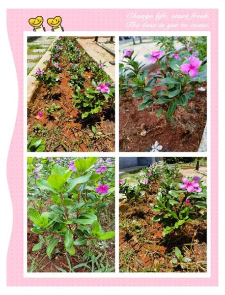 长春花种子怎么种_长春花种子发芽温度-第2张图片-山城妙识 长春花种子怎么种_长春花种子发芽温度-第2张图片-山城妙识