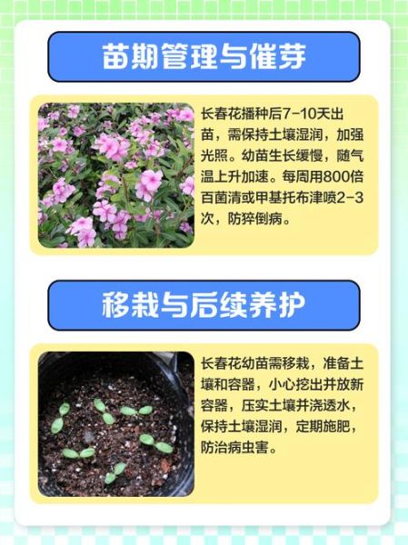 长春花种子怎么种_长春花种子发芽温度-第3张图片-山城妙识 长春花种子怎么种_长春花种子发芽温度-第3张图片-山城妙识