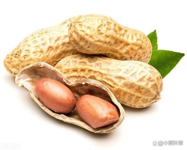 胃酸过多吃花生为什么马上舒服_胃酸烧心吃花生多久见效-第2张图片-山城妙识