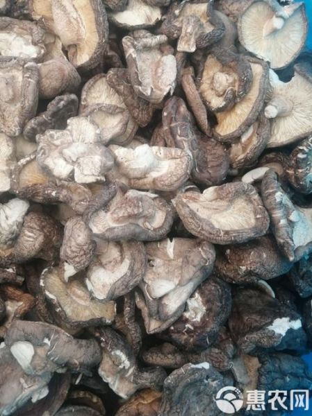 香菇产地哪里最好_如何挑选优质香菇-第2张图片-山城妙识