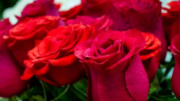 玫瑰花图片大全_如何挑选高清玫瑰壁纸-第1张图片-山城妙识