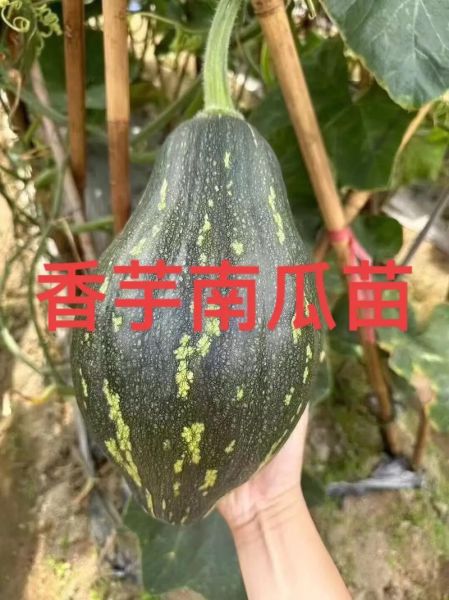 香芋南瓜热量是多少_减脂能吃吗-第1张图片-山城妙识