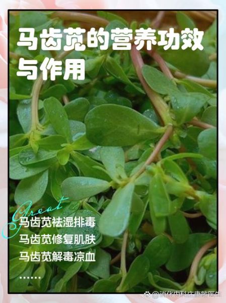 马齿苋的功效与作用_马齿苋怎么吃最养生-第1张图片-山城妙识