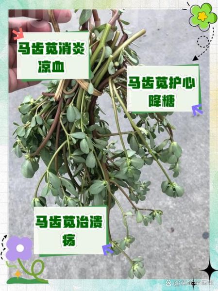 马齿苋的功效与作用_马齿苋怎么吃最养生-第2张图片-山城妙识