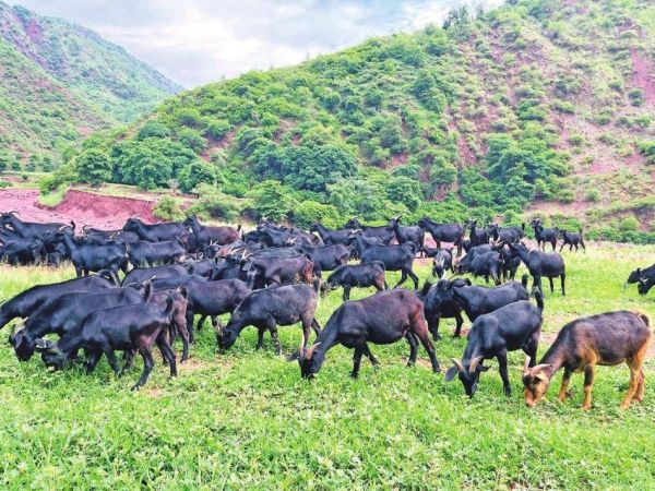 龙虾养殖技术_龙虾养殖需要什么条件-第1张图片-山城妙识 龙虾养殖技术_龙虾养殖需要什么条件-第1张图片-山城妙识