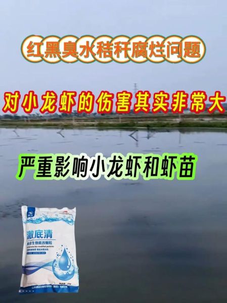 龙虾养殖技术_龙虾养殖需要什么条件-第2张图片-山城妙识 龙虾养殖技术_龙虾养殖需要什么条件-第2张图片-山城妙识