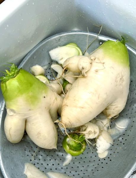 韩国正宗泡白萝卜怎么做_正宗泡白萝卜的腌制方法-第1张图片-山城妙识