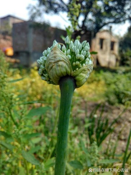 菊苣长什么样_菊苣和蒲公英区别-第2张图片-山城妙识 菊苣长什么样_菊苣和蒲公英区别-第2张图片-山城妙识
