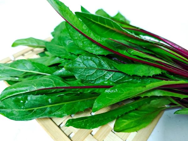 菊苣长什么样_菊苣和蒲公英区别-第3张图片-山城妙识 菊苣长什么样_菊苣和蒲公英区别-第3张图片-山城妙识