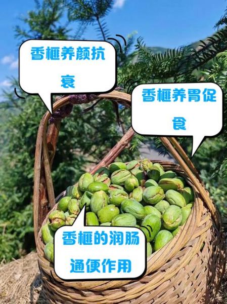 香榧子营养价值_香榧子食用禁忌-第1张图片-山城妙识 香榧子营养价值_香榧子食用禁忌-第1张图片-山城妙识