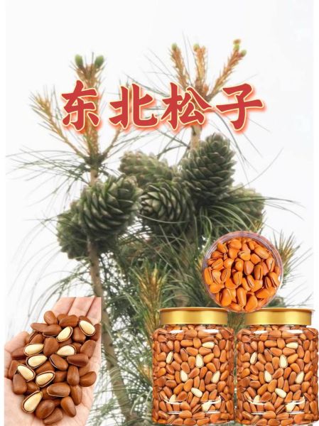 野生松子长什么样_野生松子与种植松子区别-第1张图片-山城妙识 野生松子长什么样_野生松子与种植松子区别-第1张图片-山城妙识