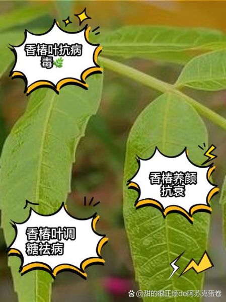 香椿叶子怎么吃_香椿叶子有毒吗-第2张图片-山城妙识 香椿叶子怎么吃_香椿叶子有毒吗-第2张图片-山城妙识