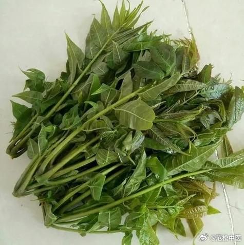 香椿叶子怎么吃_香椿叶子有毒吗-第3张图片-山城妙识 香椿叶子怎么吃_香椿叶子有毒吗-第3张图片-山城妙识