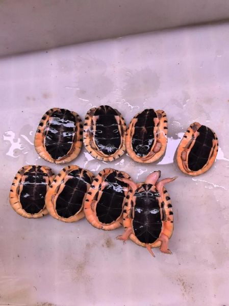 金钱龟价格多少钱一只_2024年最新行情-第2张图片-山城妙识 金钱龟价格多少钱一只_2024年最新行情-第2张图片-山城妙识