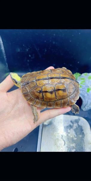 金钱龟价格多少钱一只_2024年最新行情-第3张图片-山城妙识 金钱龟价格多少钱一只_2024年最新行情-第3张图片-山城妙识