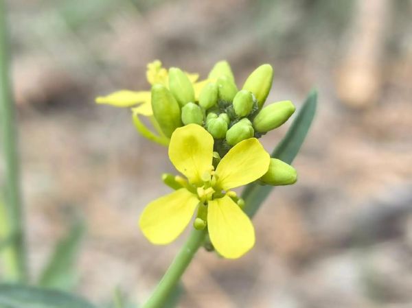 盖菜和芥菜的区别_盖菜是不是芥菜-第1张图片-山城妙识