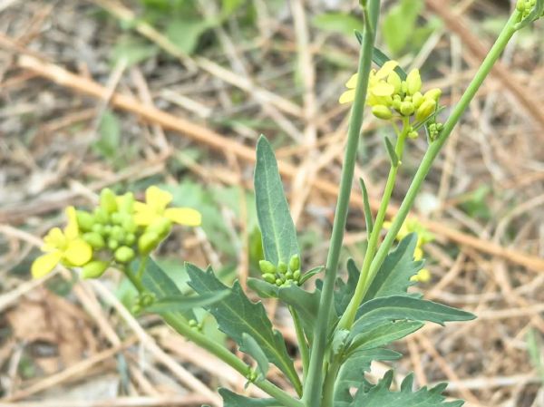 盖菜和芥菜的区别_盖菜是不是芥菜-第2张图片-山城妙识