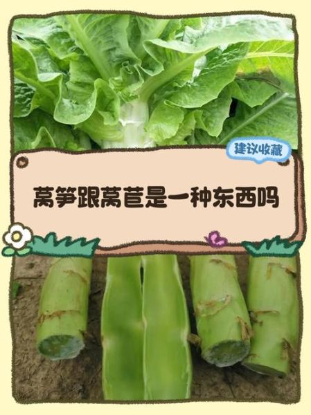 莴苣和莴笋是同一种蔬菜吗_区别与选购技巧-第1张图片-山城妙识